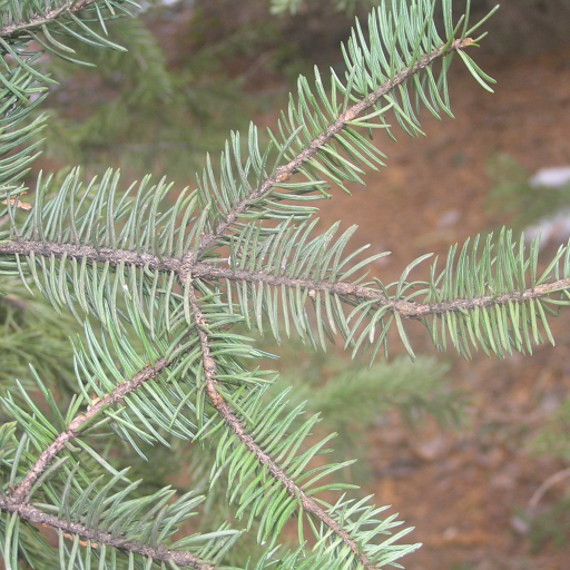 Meyer's Spruce (Picea Meyeri) Plant Care & How to Grow, Water