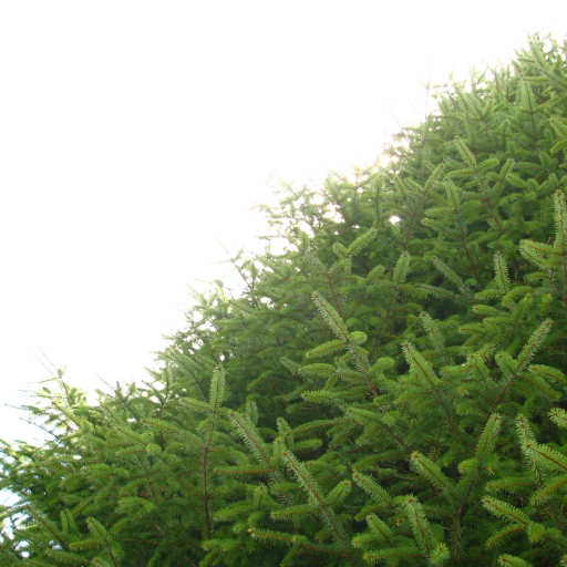 Taiwan Spruce (Picea Morrisonicola) Care Guide: Water, Soil ...