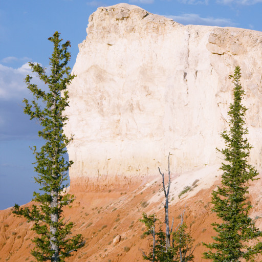 Colorado Blue Spruce (Picea Pungens) Plant Care & How to Grow, Water