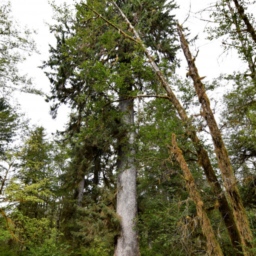 Sitka Spruce (Picea Sitchensis) Plant Care & How to Grow, Water