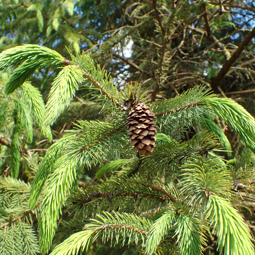 Sikkim Spruce (Picea Spinulosa) Plant Care & How to Grow, Water