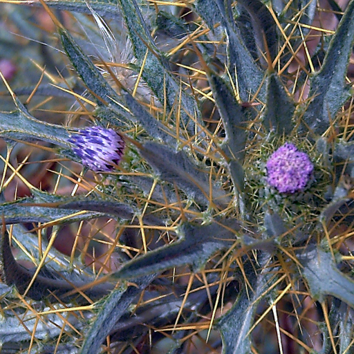 Soldier Thistle (Picnomon Acarna) Plant Care & How to Grow, Water