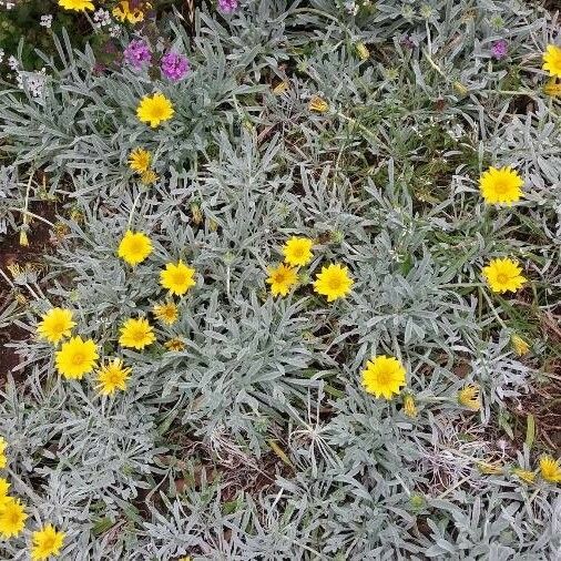 Hairyseed Bahia (Picradeniopsis Absinthifolia) Plant Care & How to Grow ...