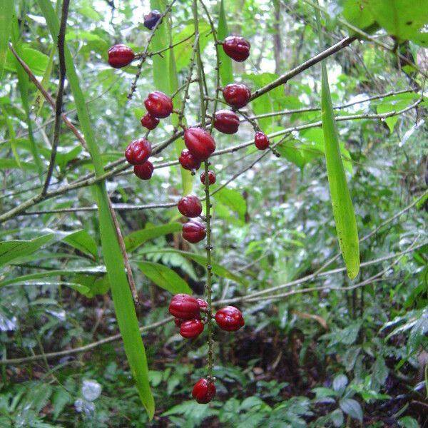 Picramnia Gardneri Plant Care & How to Grow, Water