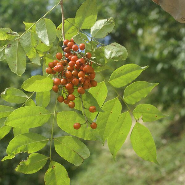 Florida Bitterbush (Picramnia Pentandra) Care Guide: Water, Soil ...