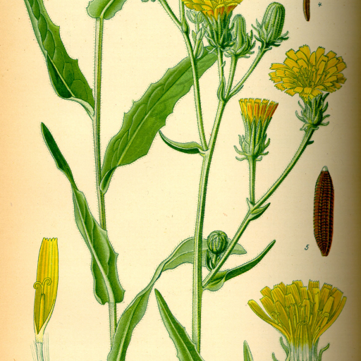 Picris Albida Plant Care & How to Grow, Water