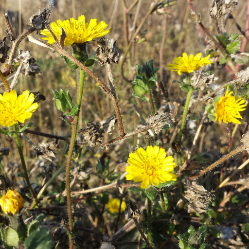 Bristly Oxtongue (Picris Echioides) Plant Care & How to Grow, Water