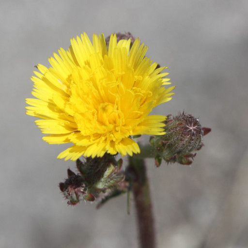 Hawkweed Oxtongue (Picris Hieracioides) Plant Care & How to Grow, Water