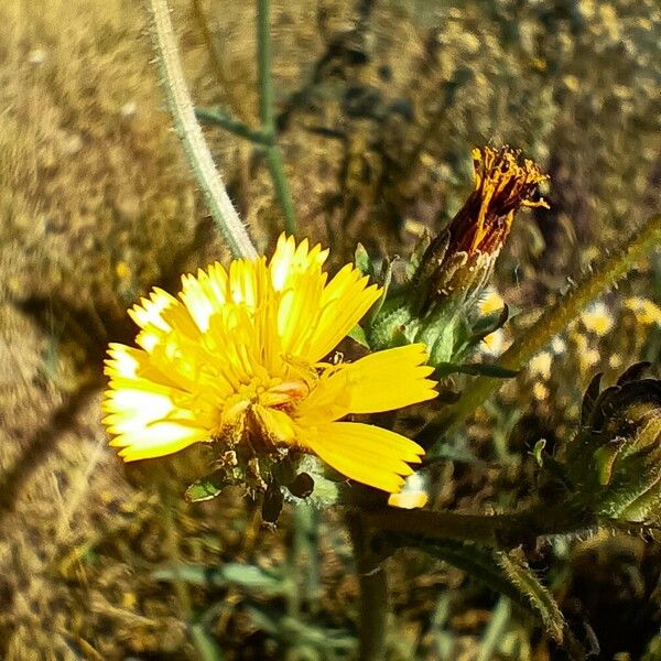 Tall Ox-tongue (Picris Rhagadioloides) Plant Care & How to Grow, Water