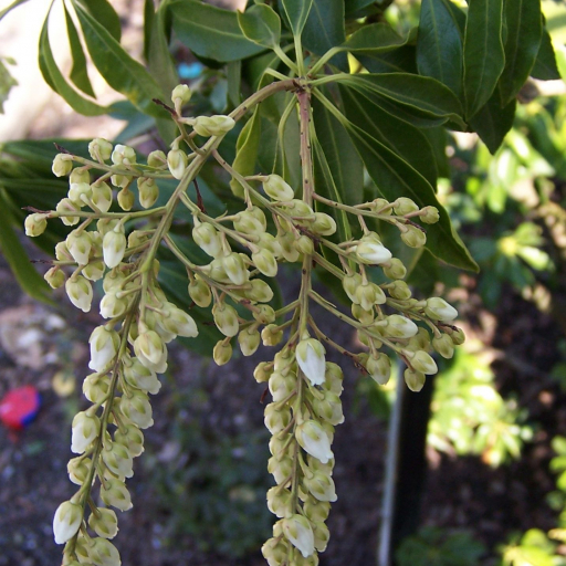 Mountain Fetterbush (Pieris Floribunda) Plant Care & How to Grow, Water