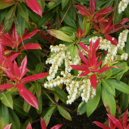 Mountain Pieris (Pieris Formosa) Plant Care & How to Grow, Water