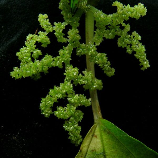 Pilea Bracteosa Plant Care & How to Grow, Water