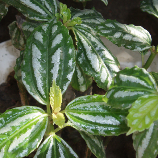 Aluminium (Pilea Cadierei) Plant Care & How to Grow, Water