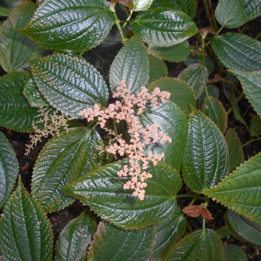 Alligator Pilea (Pilea Grandifolia) Plant Care & How to Grow, Water