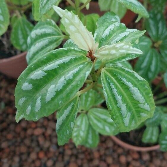 Pilea Insolens Plant Care & How to Grow, Water