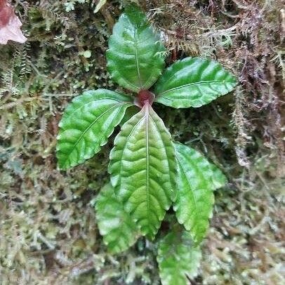 Pilea Pteropodon Plant Care & How to Grow, Water