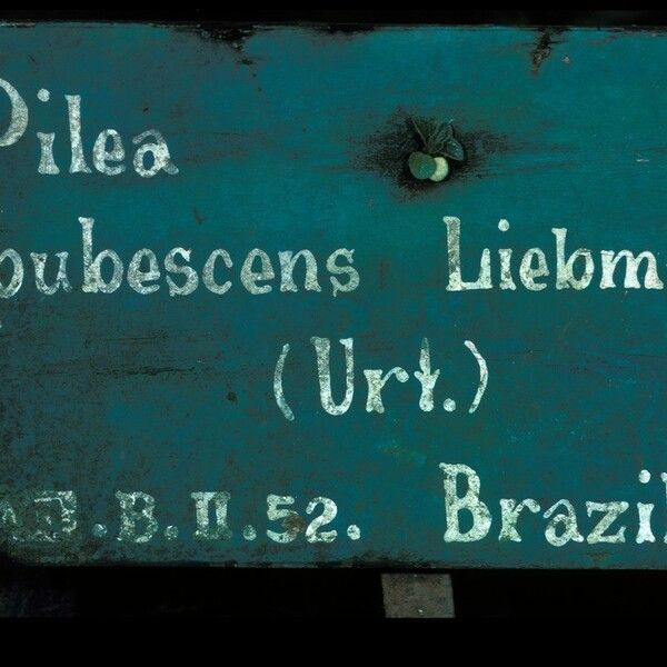 Silver Cloud (Pilea Pubescens) Plant Care & How to Grow, Water