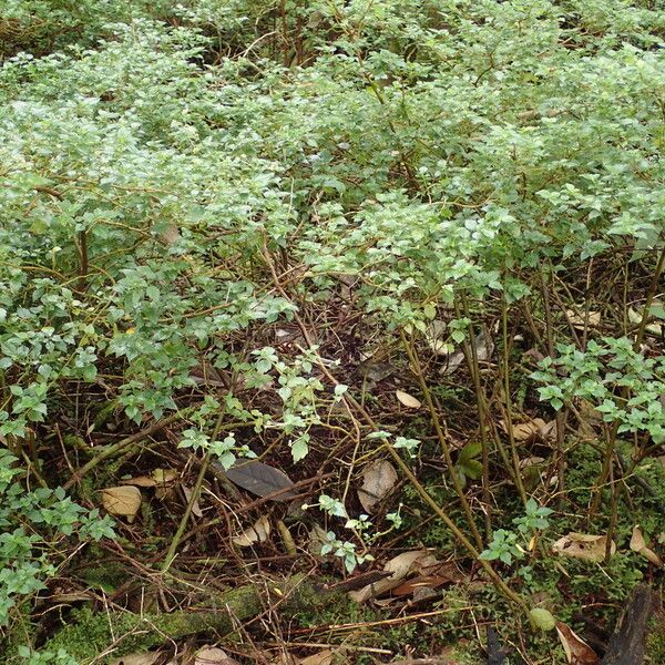Pilea Urticifolia Care Guide: Water, Soil & Propagation - Plantiary
