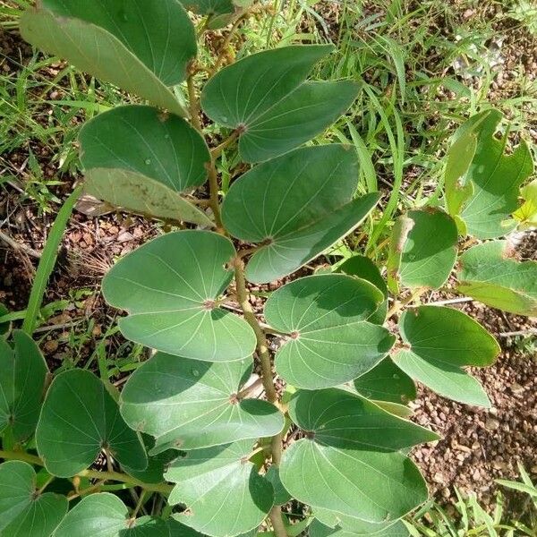 Camel's Foot (Piliostigma Reticulatum) Plant Care & How to Grow, Water