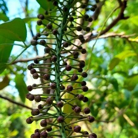 Paraguay Jaborandi (Pilocarpus Pennatifolius) Plant Care & How to Grow ...