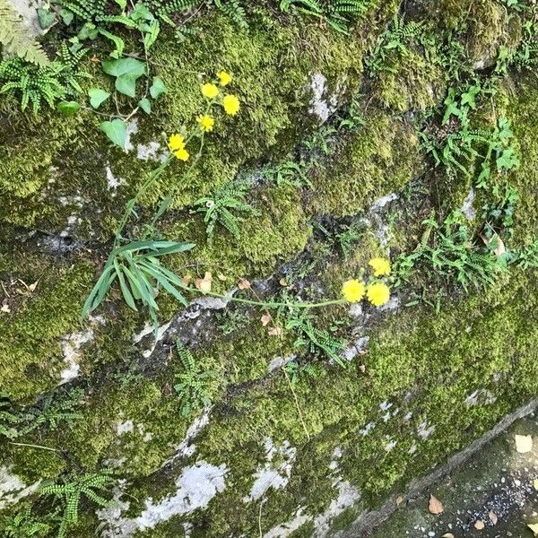 Tall Hawkweed (Pilosella Piloselloides) Plant Care & How to Grow, Water