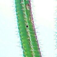 Pilosocereus Brasiliensis Plant Care & How to Grow, Water