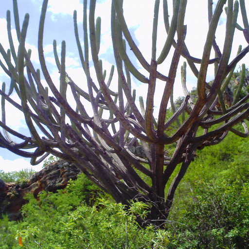 Blue Columnar Cactus (Pilosocereus Pachycladus) Plant Care & How to ...