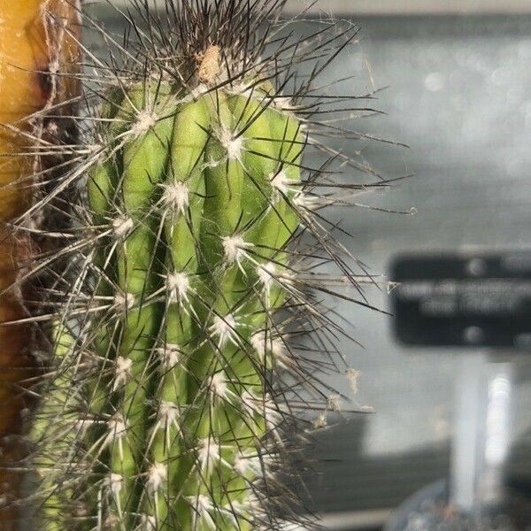 Pilosocereus Purpusii Care Guide: Water, Soil & Propagation - Plantiary