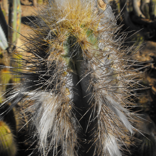 Royal Cactus (Pilosocereus Royeni) Plant Care & How to Grow, Water