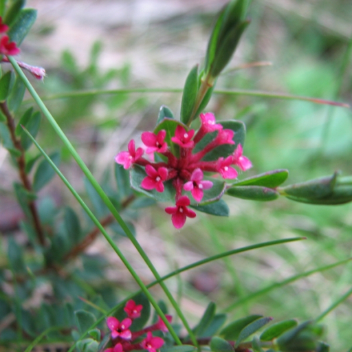 Alpine Rice-Flower (Pimelea Alpina) Plant Care & How to Grow, Water