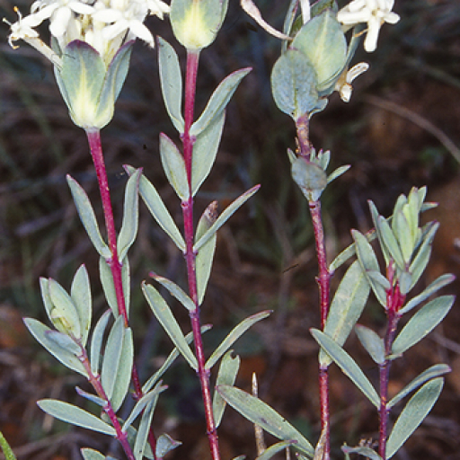 Smooth Riceflower (Pimelea Glauca) Care Guide: Water, Soil ...