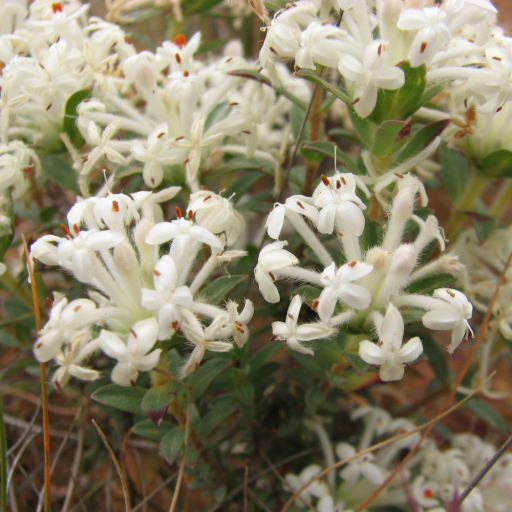 Pimelea Humilis Plant Care & How to Grow, Water
