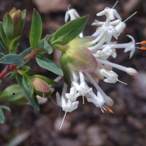 Queen Of The Bush (Pimelea Linifolia) Plant Care & How to Grow, Water