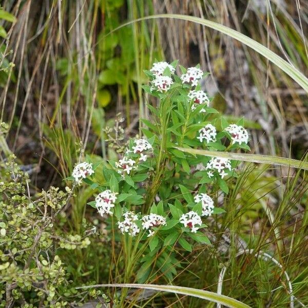 Tāranga (Pimelea Longifolia) Plant Care & How to Grow, Water