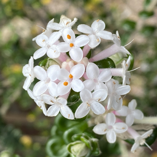 Pimelea Nivea Plant Care & How to Grow, Water