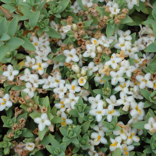 Strathmore-Weed (Pimelea Prostrata) Plant Care & How to Grow, Water