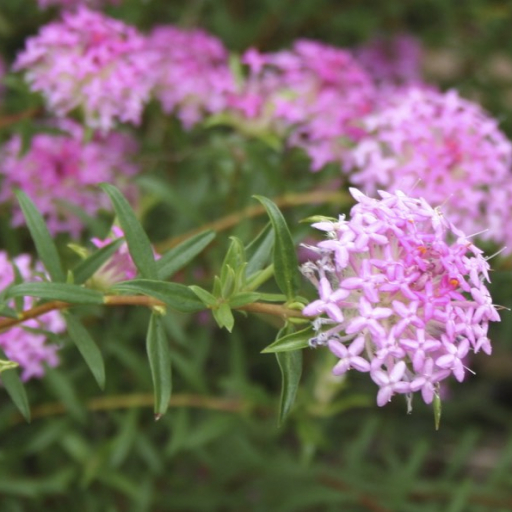 Rice Flower (Pimelea Rosea) Plant Care & How to Grow, Water