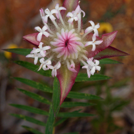 Bunjong (Pimelea Spectabilis) Plant Care & How to Grow, Water