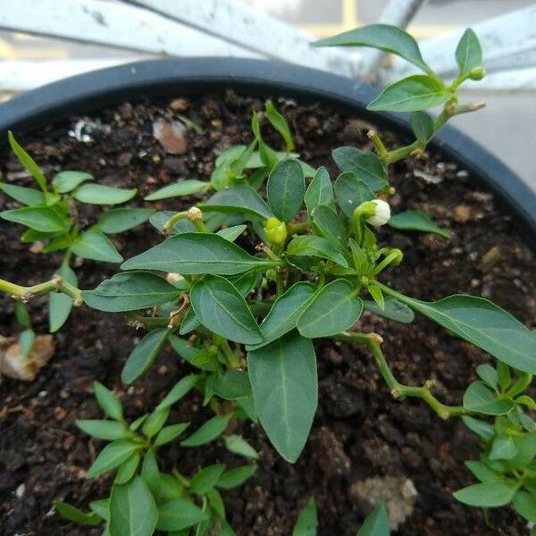 Pimenta Adenoclada Plant Care & How to Grow, Water