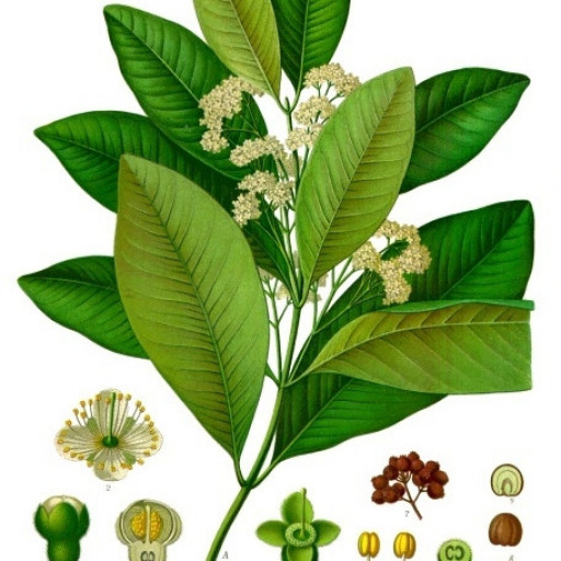 Allspice (Pimenta Dioica) Plant Care & How to Grow, Water