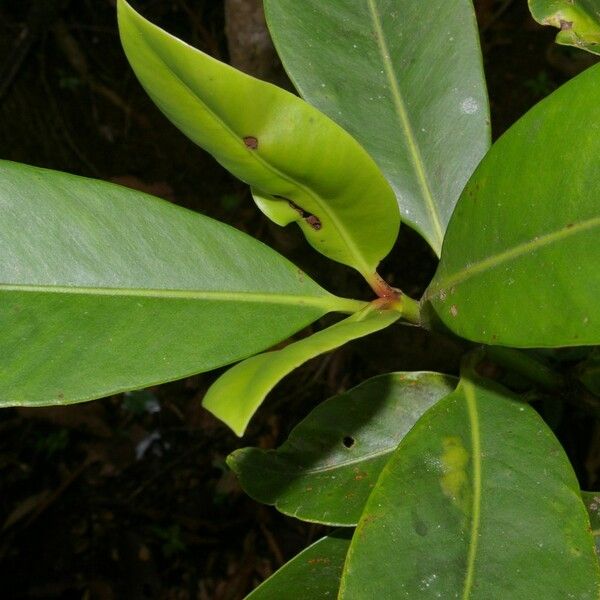 Pimenta Guatemalensis Plant Care & How to Grow, Water