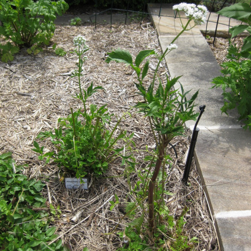 Anise (Pimpinella Anisum) Care Guide: Water, Soil & Propagation - Plantiary