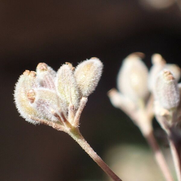 Pimpinella Cumbrae Plant Care & How to Grow, Water