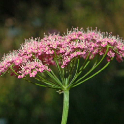Greater Burnet Saxifrage (Pimpinella Major) Plant Care & How to Grow, Water