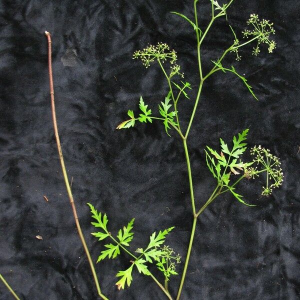 Pimpinella Tongloensis Care Guide: Water, Soil & Propagation - Plantiary