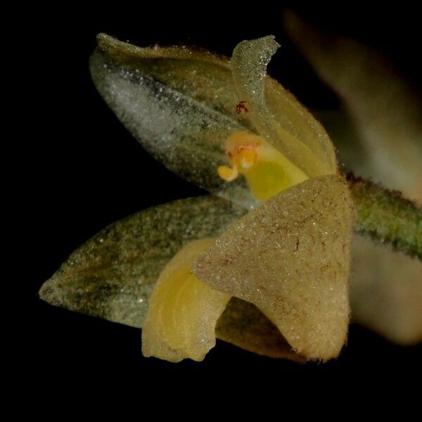 Common Fuzz Orchid (Pinalia Fitzalanii) Care Guide: Water, Soil ...