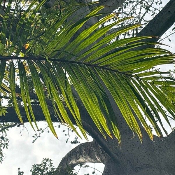Pinanga Caesia Care Guide: Water, Soil & Propagation - Plantiary