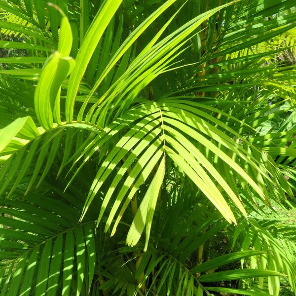 Ivory Cane Palm (Pinanga Coronata) Plant Care & How to Grow, Water