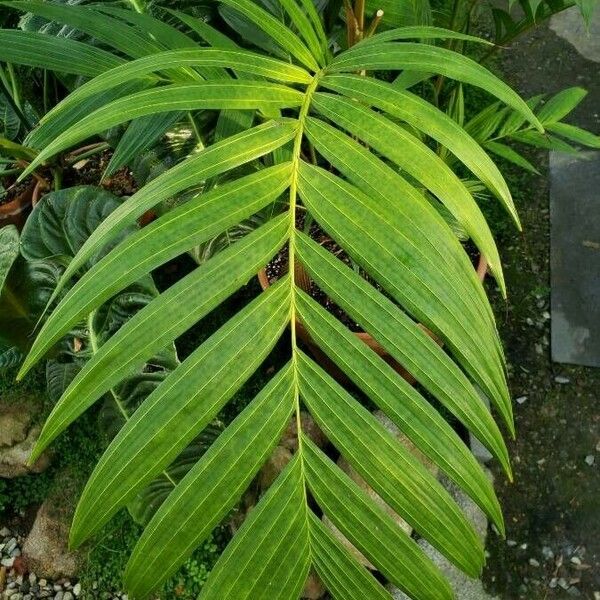Pinang Palm (Pinanga Insignis) Plant Care & How to Grow, Water
