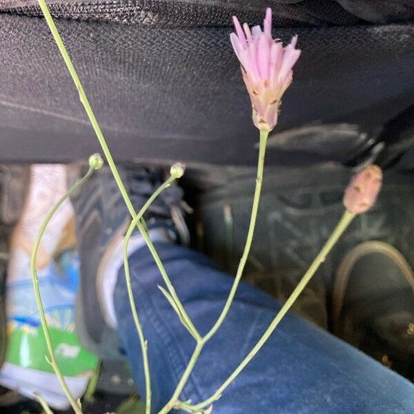 Canada Wildrye (Elymus Canadensis) Plant Care & How to Grow, Water